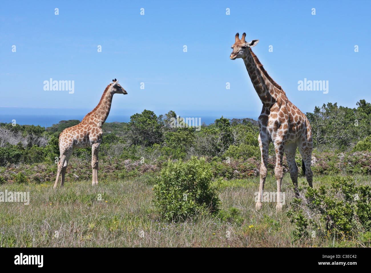 Plants and ocean hi-res stock photography and images - Alamy