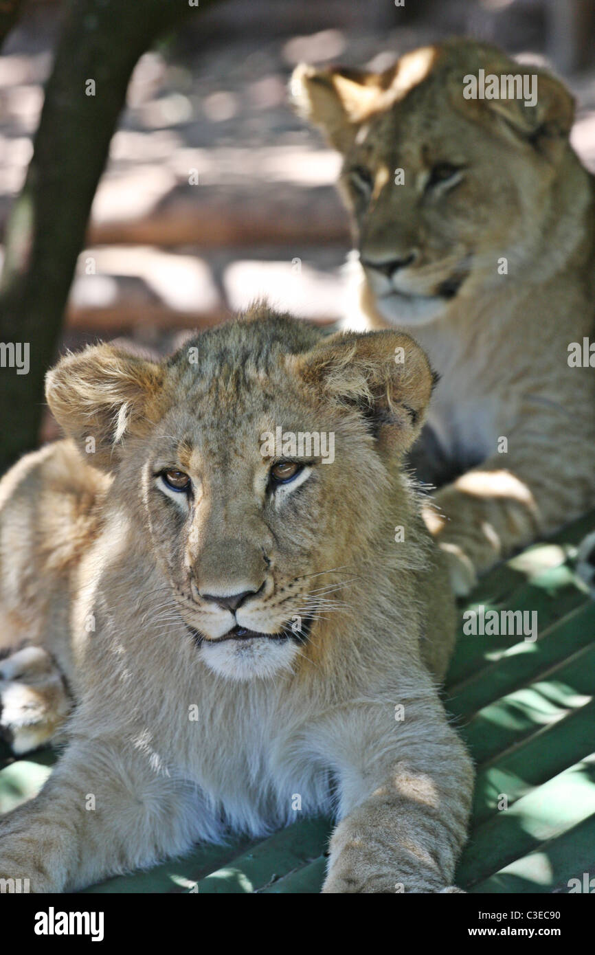 Two lion brothers lying on the roof hi-res stock photography and images ...
