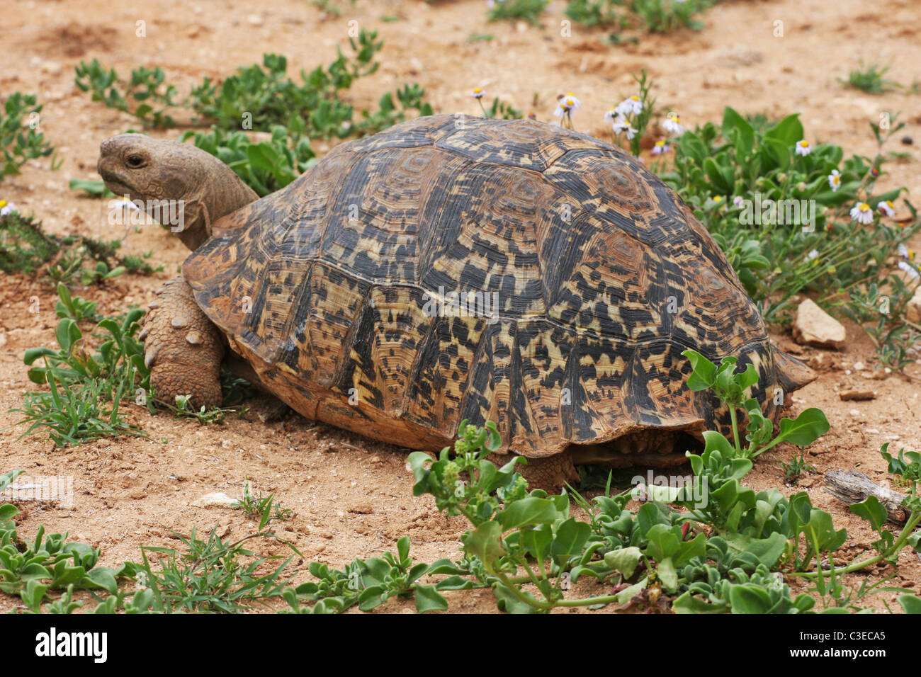 South African big turtle in green plants and dry Safari Stock Photo - Alamy