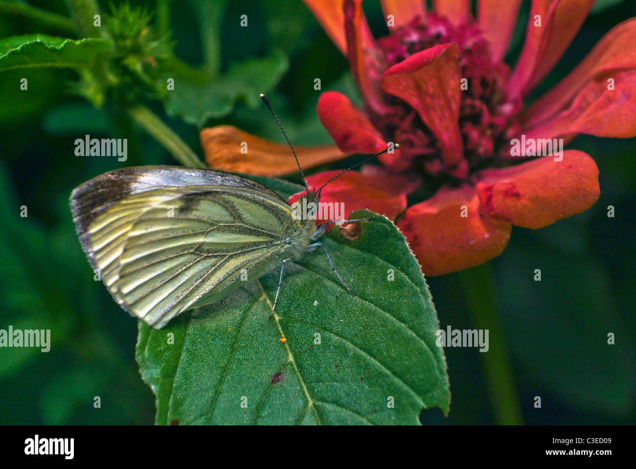 Butterfly up close Stock Photo - Alamy