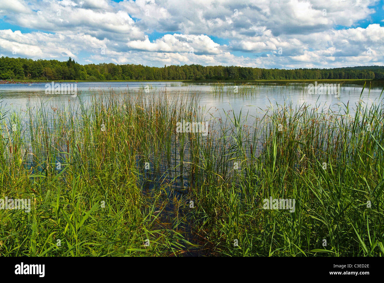 Ponds in poland hi-res stock photography and images - Alamy