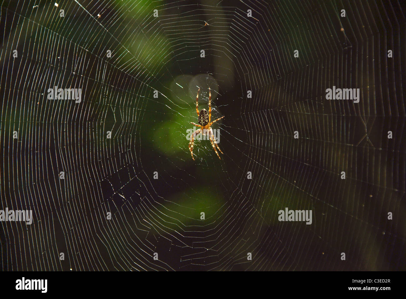 Spider up close Stock Photo - Alamy