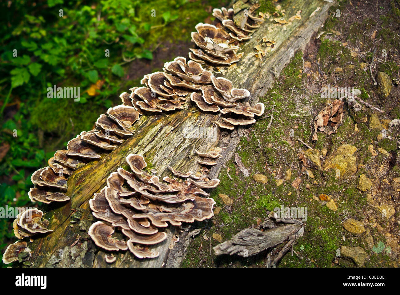 Common Hub close up Stock Photo - Alamy