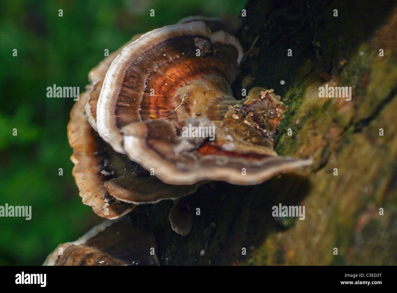 Common Hub close up Stock Photo - Alamy