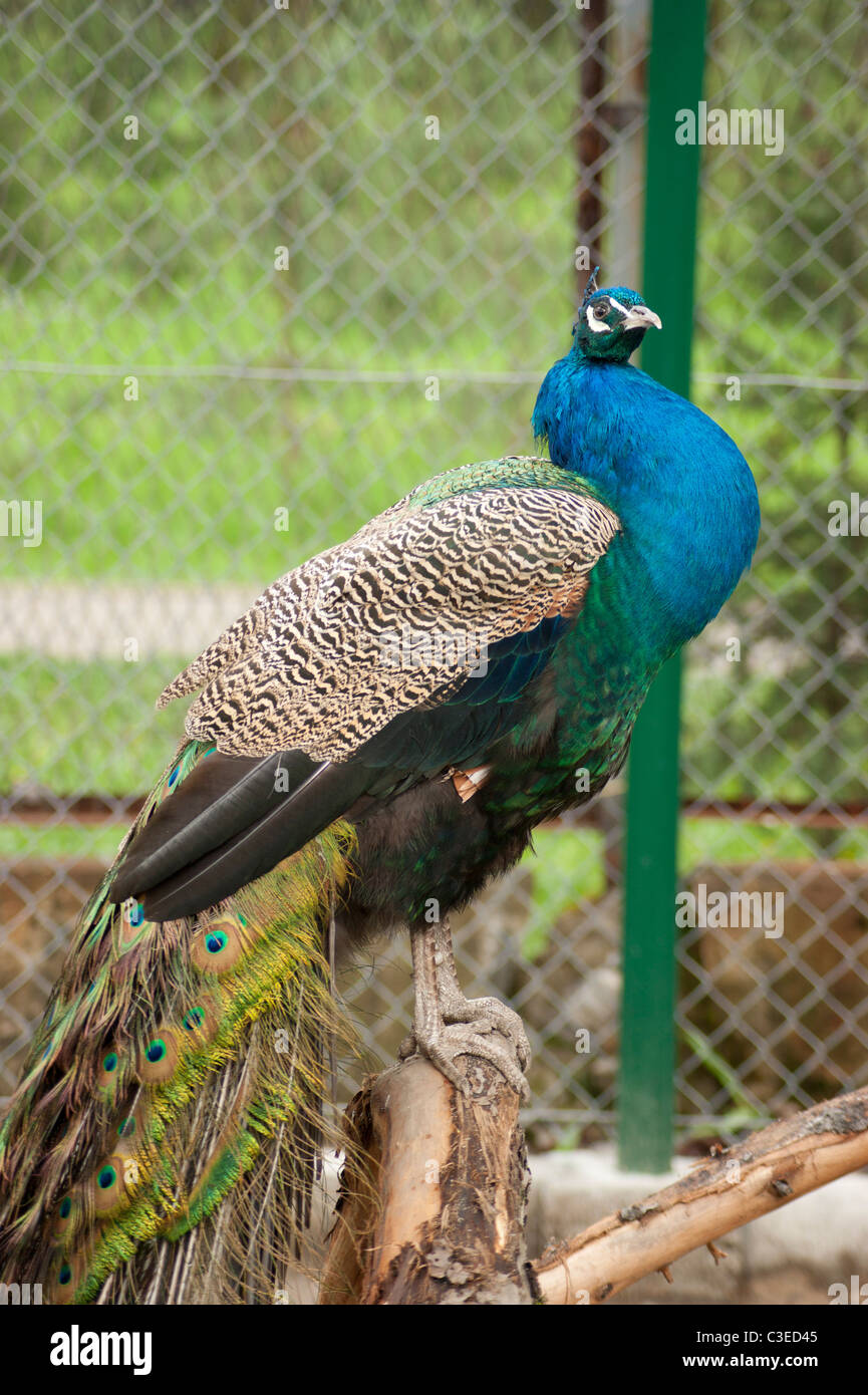 Peacock in captivity Stock Photo - Alamy