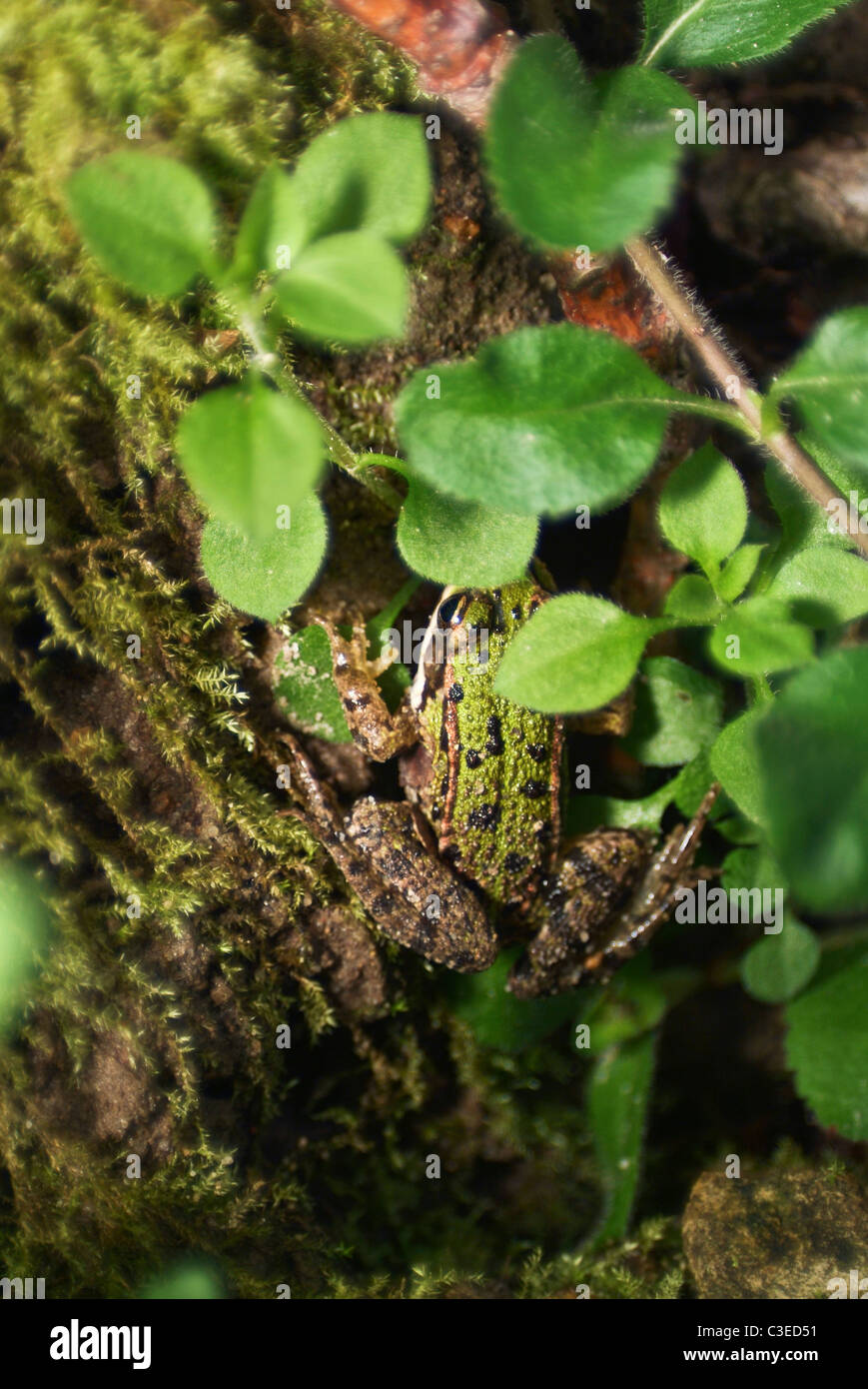 Frog up close Stock Photo - Alamy