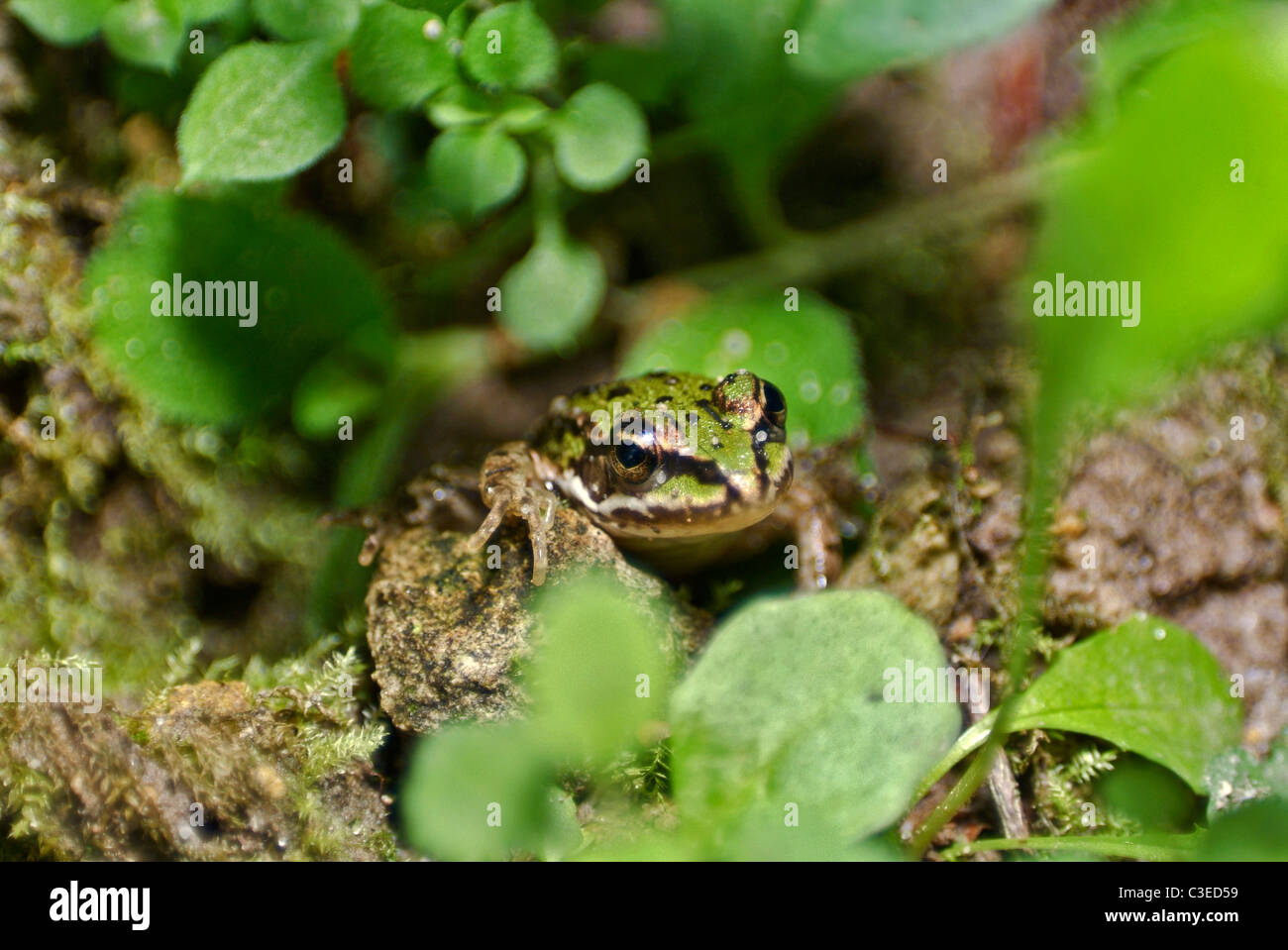 Frog up close Stock Photo - Alamy