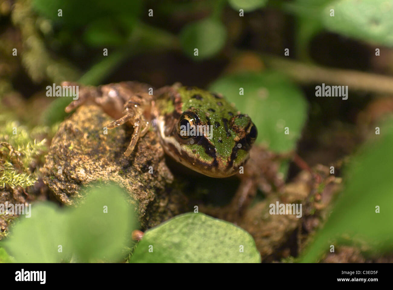 Makro frog hi-res stock photography and images - Alamy