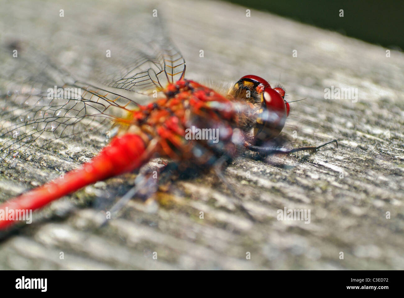 Dragonfly close up hi-res stock photography and images - Alamy