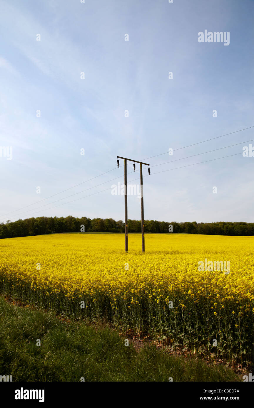 Rapeseed field in england hi-res stock photography and images - Alamy