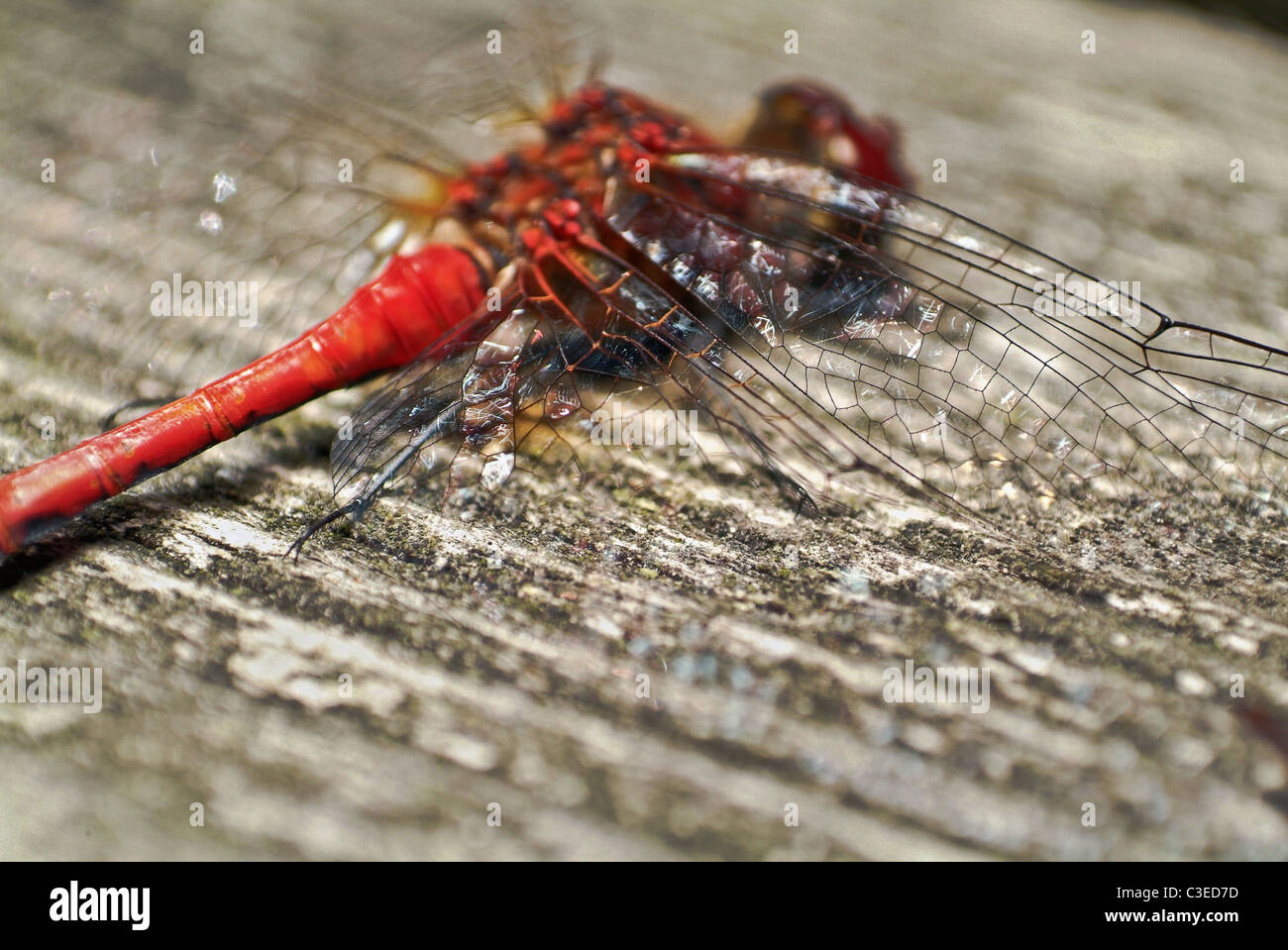 Dragonfly up close Stock Photo - Alamy