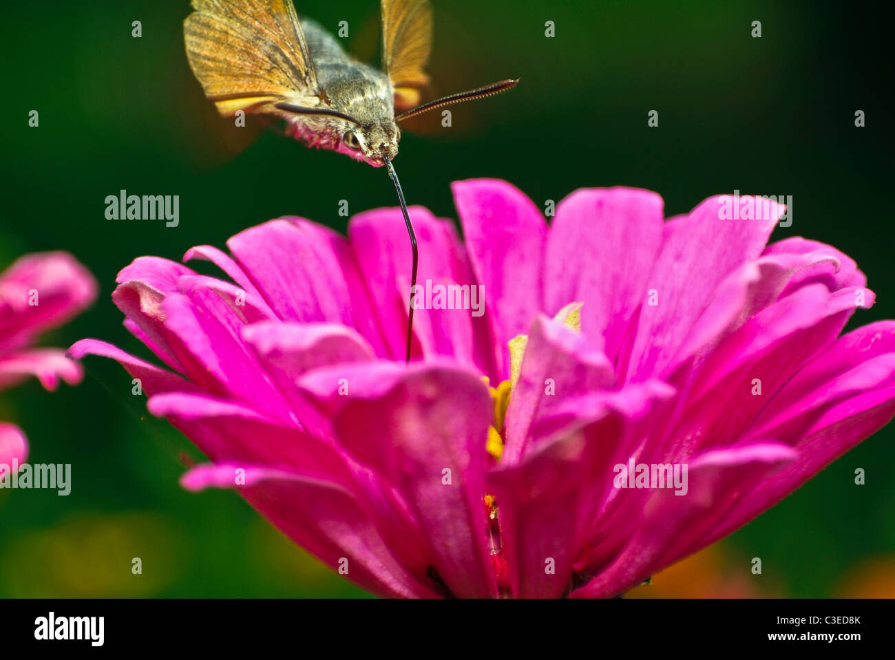 Fly up close hi-res stock photography and images - Alamy