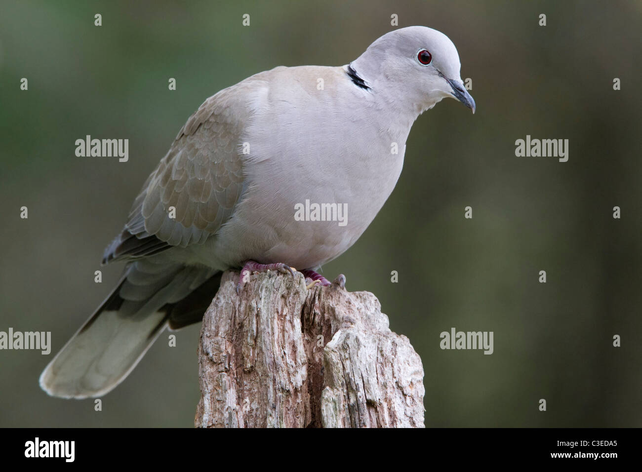 Grey collared dove hi-res stock photography and images - Alamy