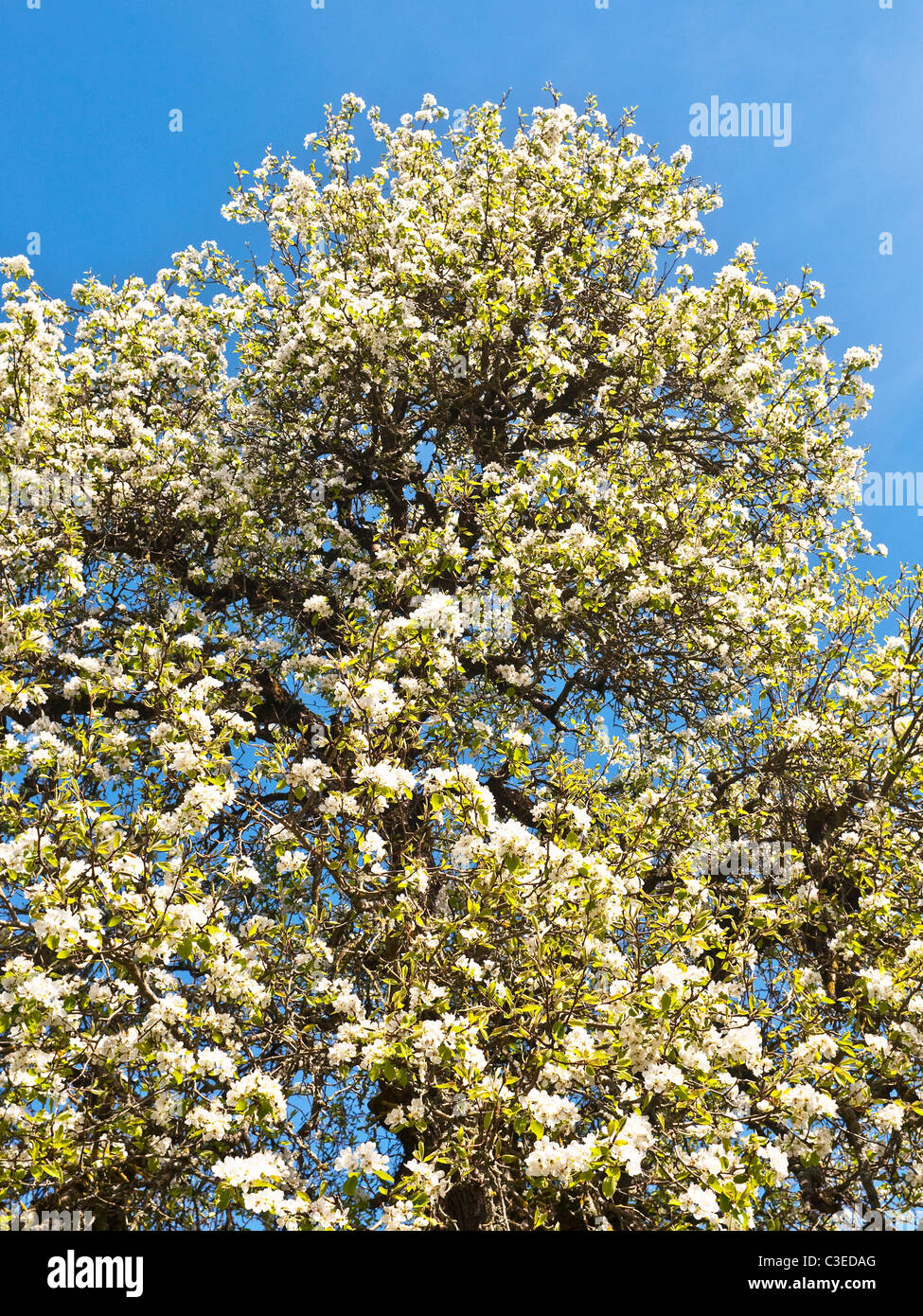 Flowering Pear tree blossom - sud-Touraine, France Stock Photo - Alamy