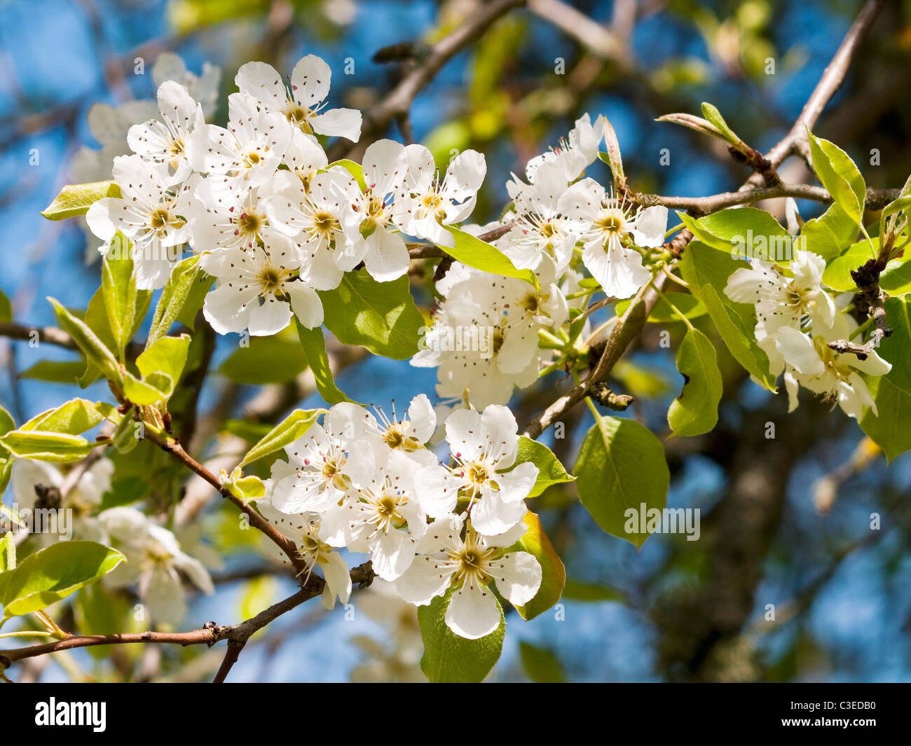 Pear fruit tree hi-res stock photography and images - Alamy