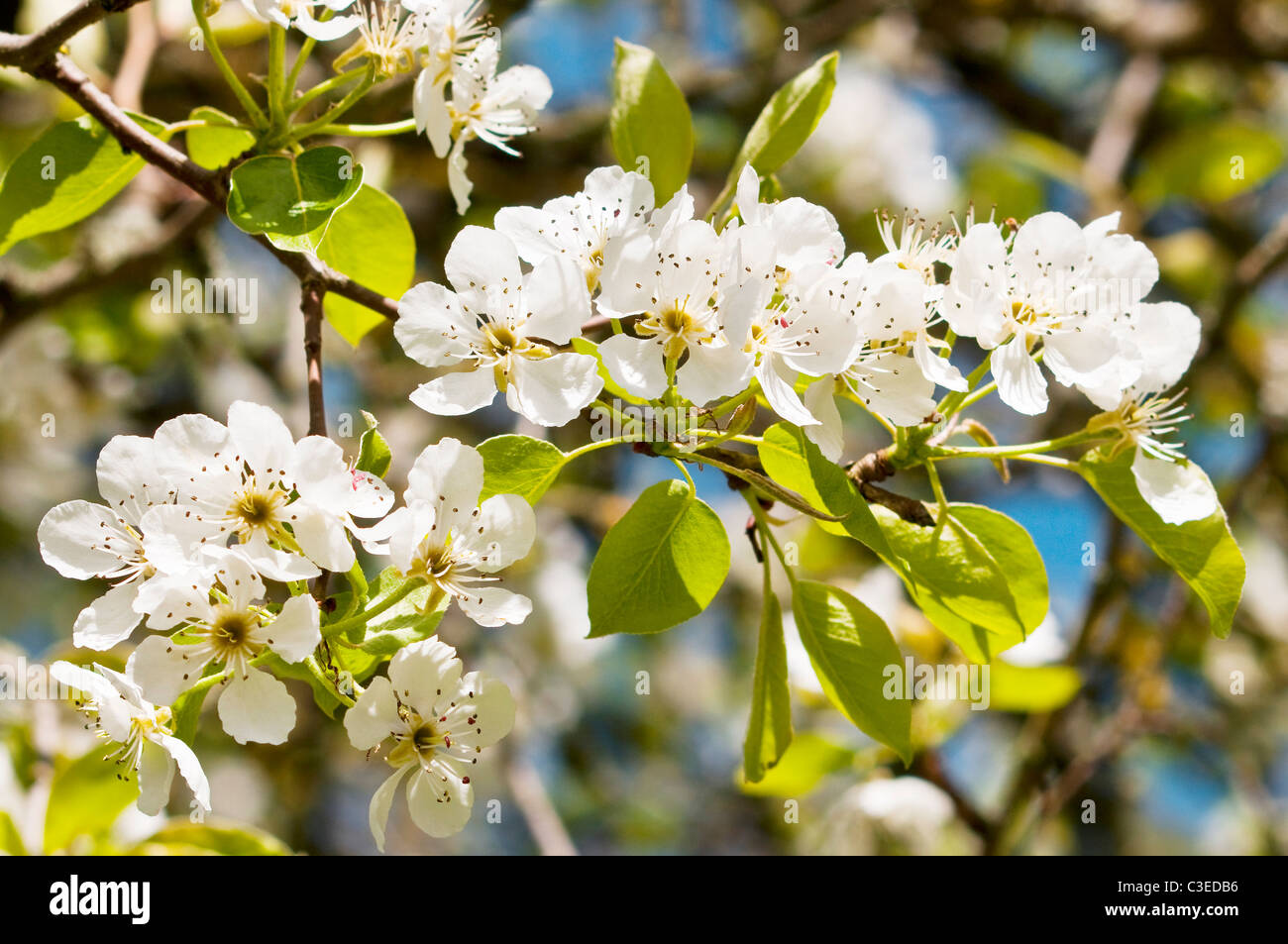 Flowering Pear High Resolution Stock Photography and Images - Alamy