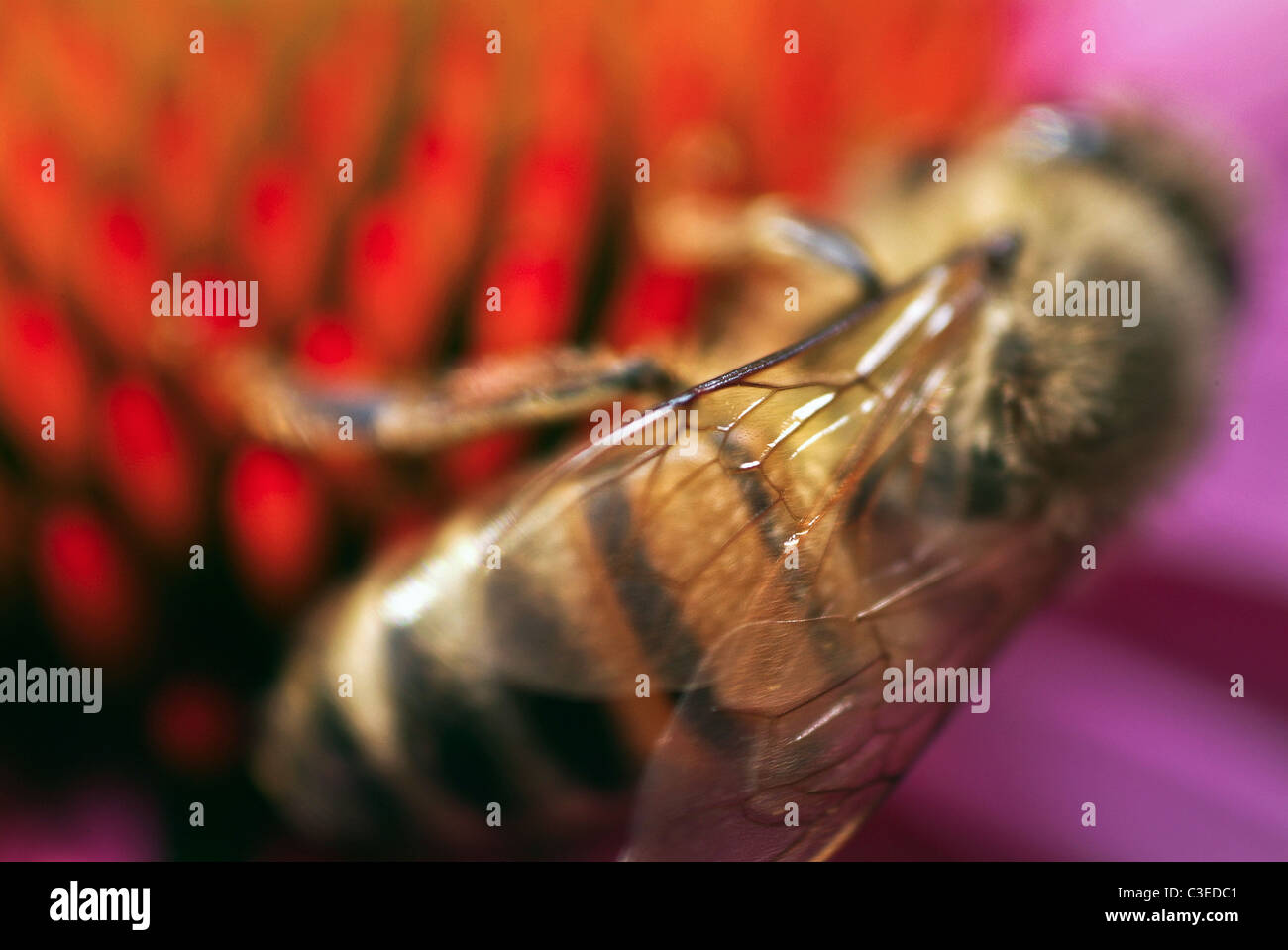 Bee close up macro Poland Stock Photo - Alamy