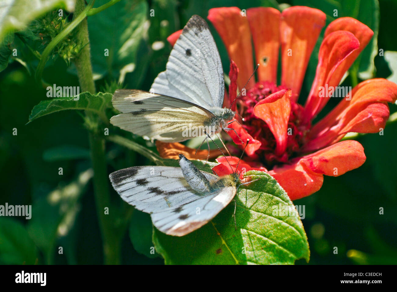 Butterfly up close Stock Photo - Alamy