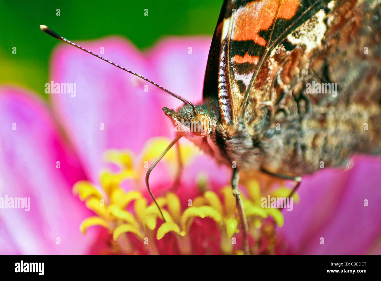 Butterfly up close hi-res stock photography and images - Alamy