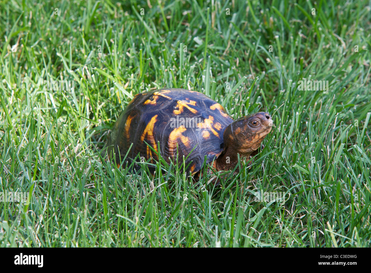 Deformed nose hi-res stock photography and images - Alamy