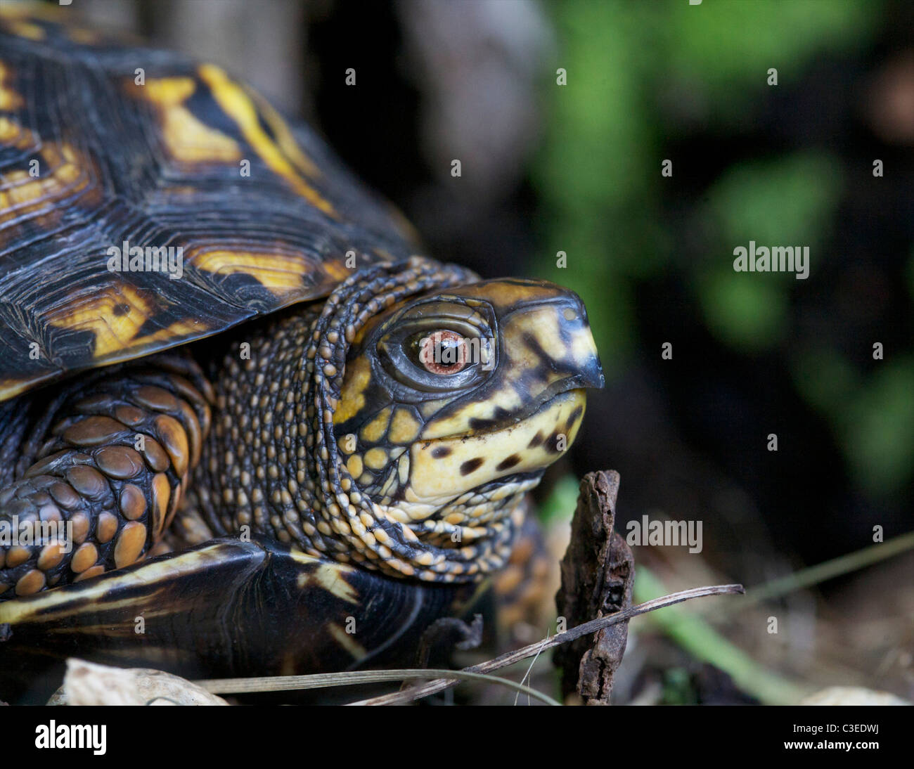 A closeup of a male Eastern Box Turtle (Terrapene carolina carolina ...