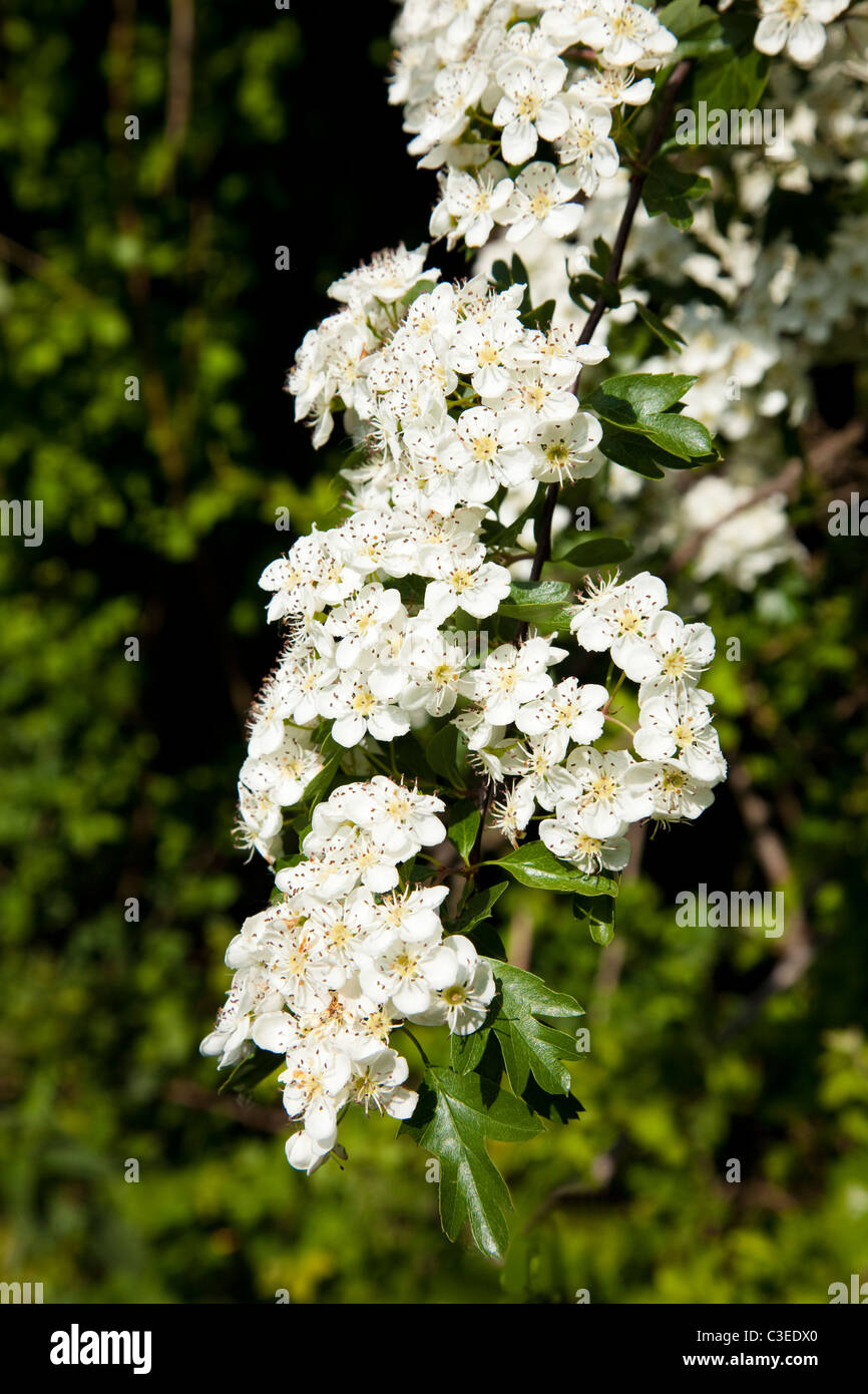 Hawthorn Crataegus monogyna in flower, Sussex, UK, spring Stock Photo ...