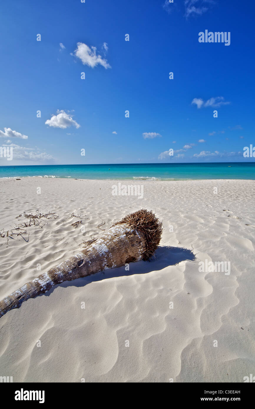 Palm Tree on a Wind Swept Beach in the Caribbean Stock Photo - Alamy