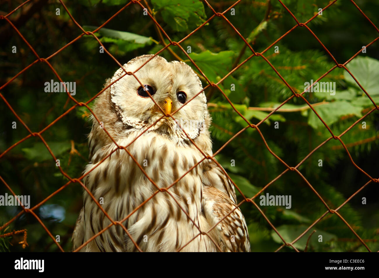 An owl in a cage at the zoo looking through the wire mesh Stock Photo ...