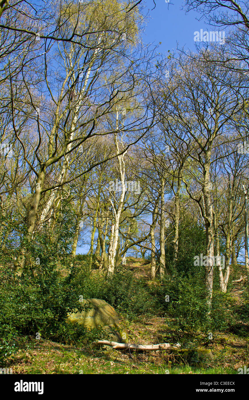 Young birch trees with spindly trunks making an interesting pattern ...