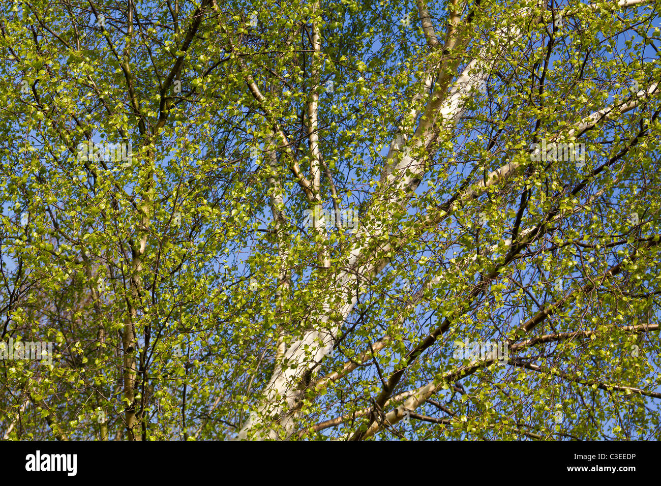 A multitude of newly opened leaves dazzle in the sun Stock Photo - Alamy