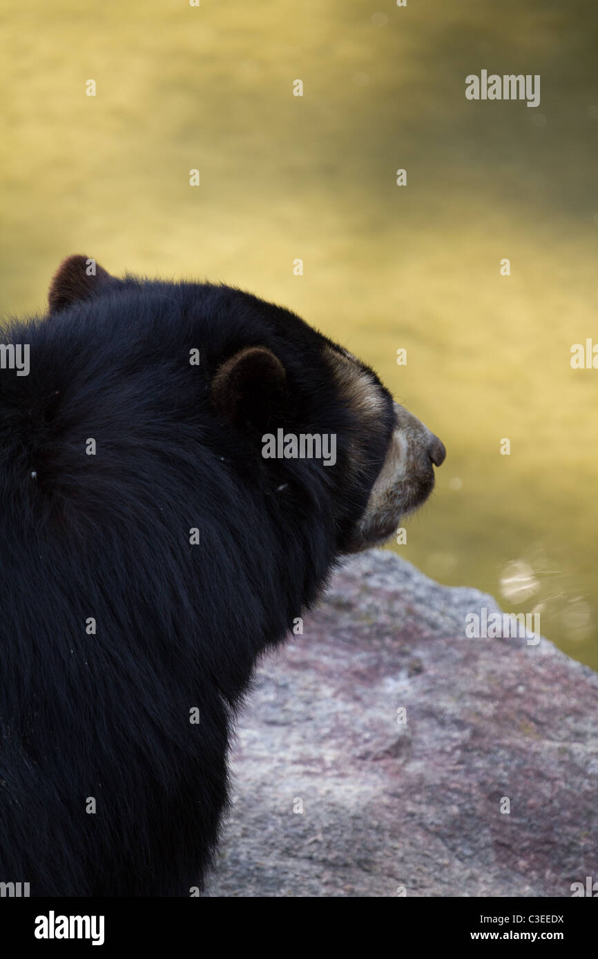 Black bear canada teeth hi-res stock photography and images - Alamy