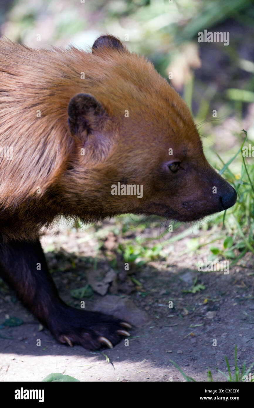 Bush animal hi-res stock photography and images - Alamy