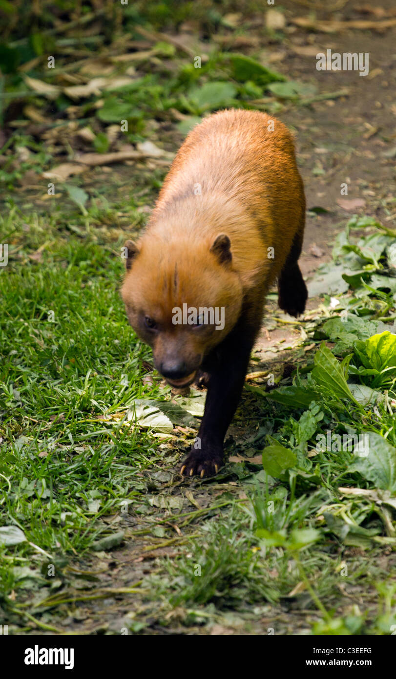 Jungle pet hi-res stock photography and images - Alamy