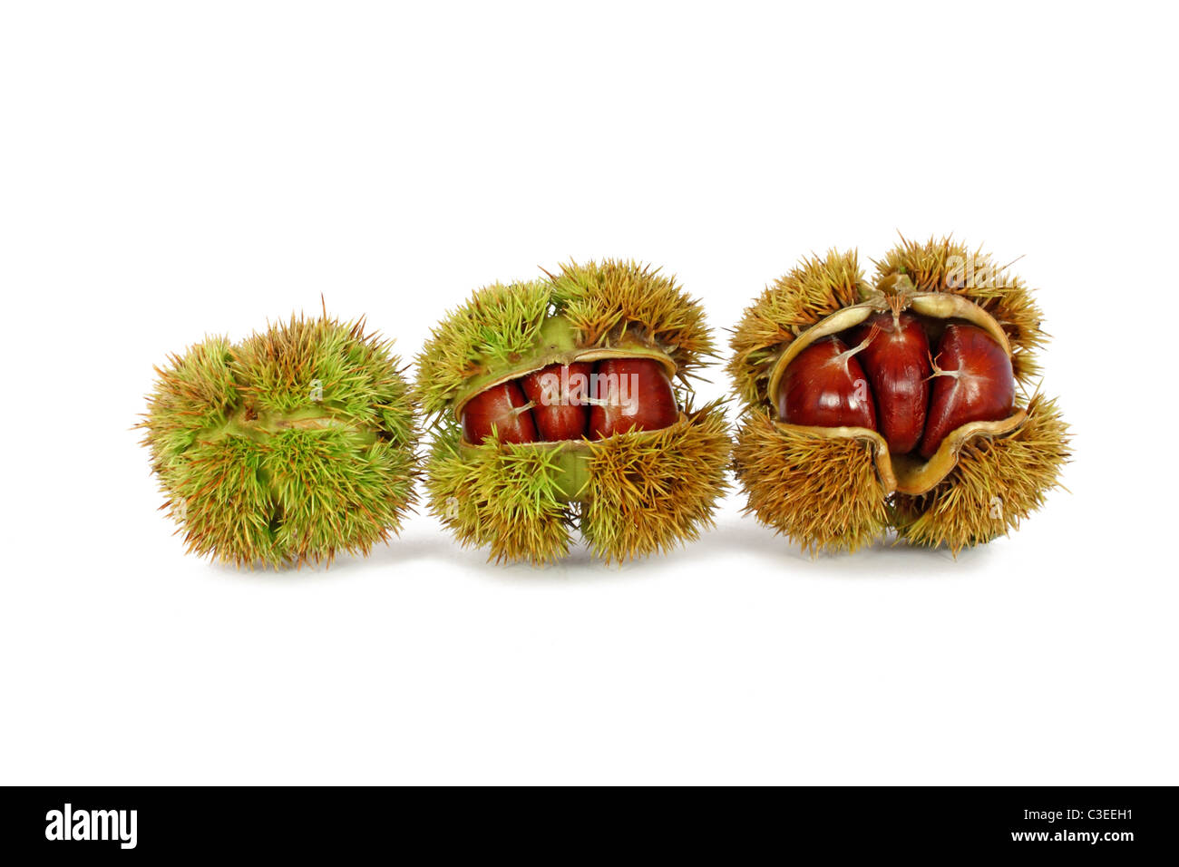 Chestnuts inside husk isolated on white Stock Photo - Alamy