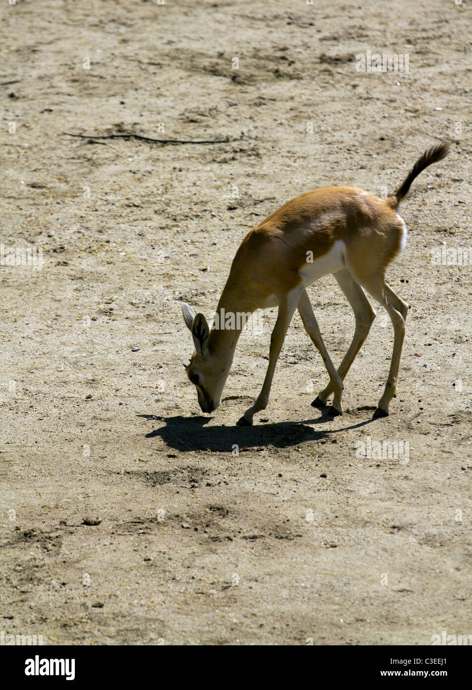 Deer fawn skull hi-res stock photography and images - Alamy