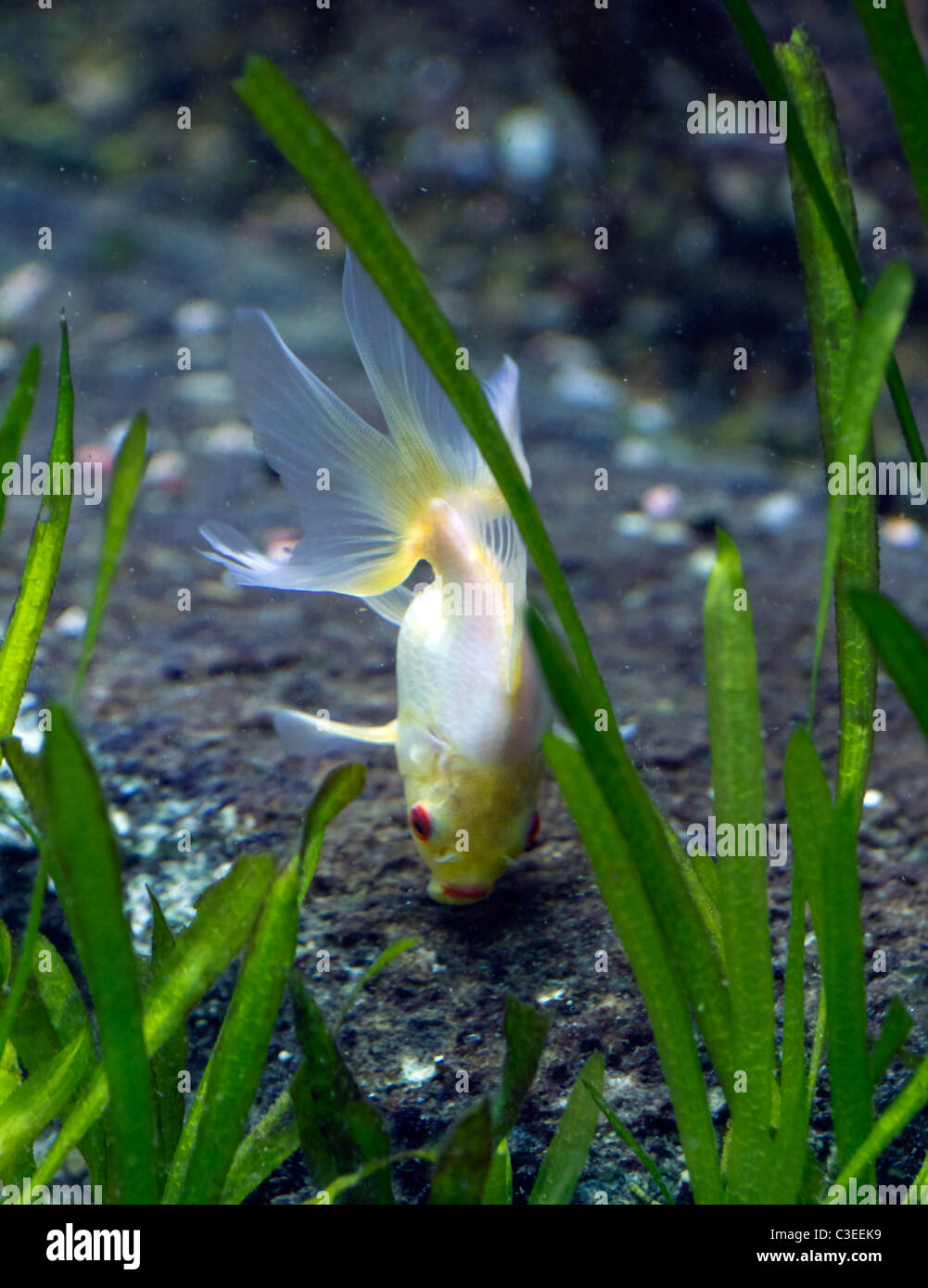 Exotic Colored Fish Stock Photo - Alamy