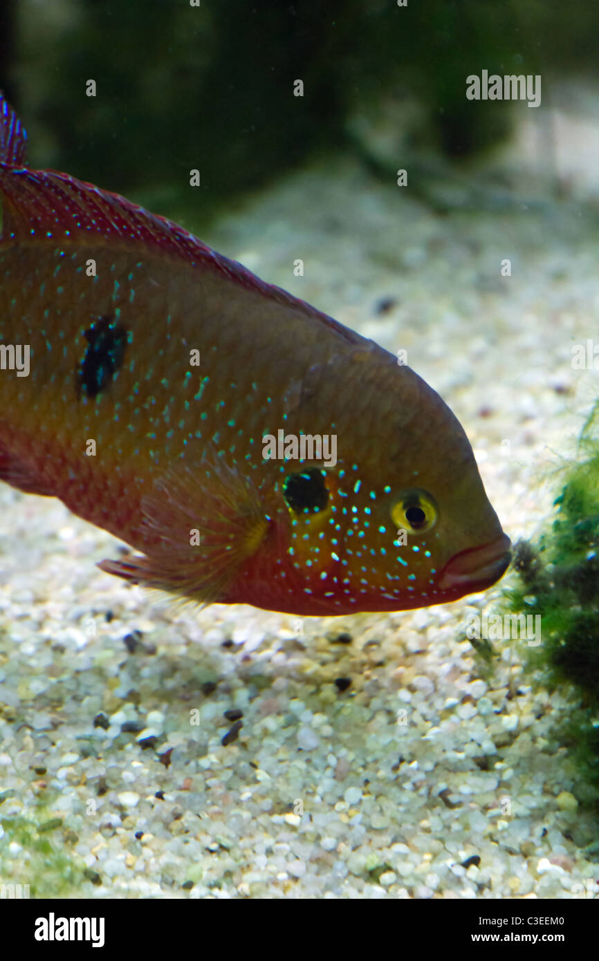 Exotic Colored Fish Stock Photo - Alamy