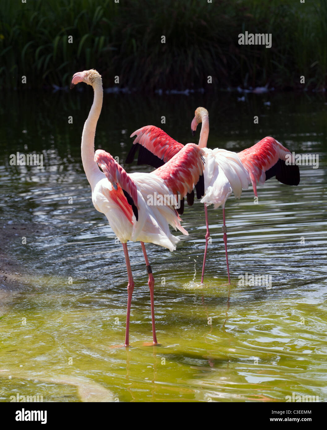 Flamingos at the Lake Stock Photo - Alamy