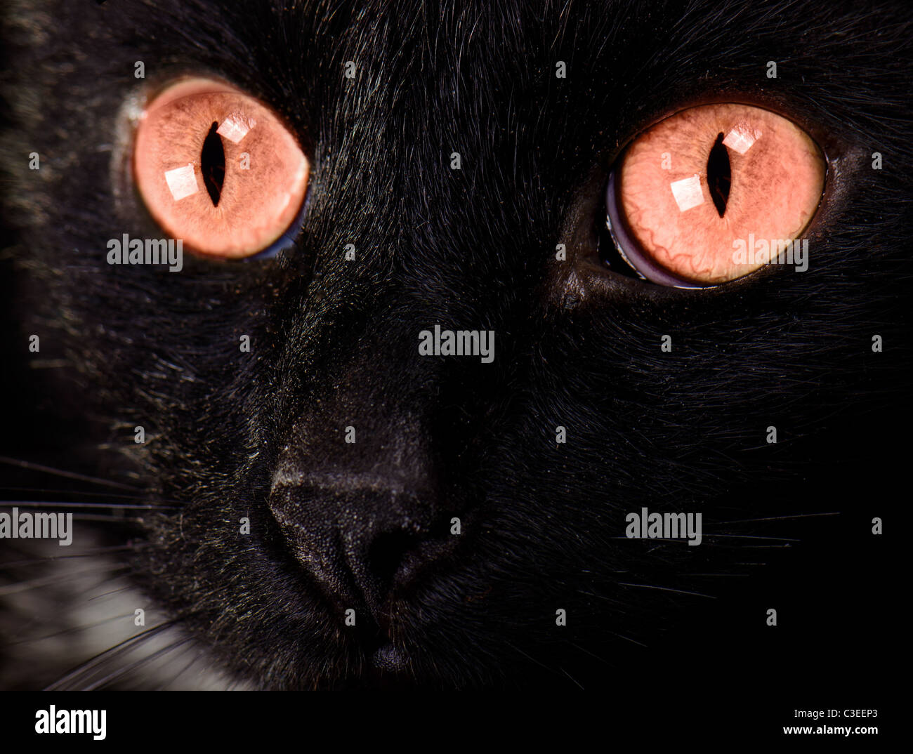 Beautiful cat face close-up portrait Stock Photo - Alamy