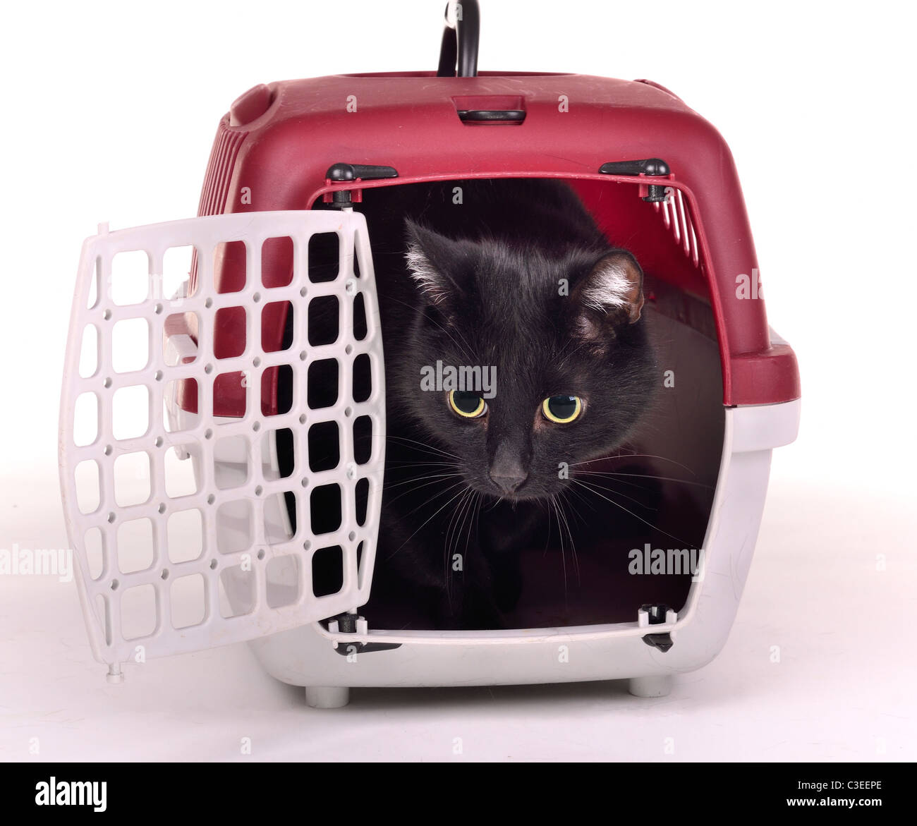 Cat looking out cautiously of its travelling cage isolated on white ...