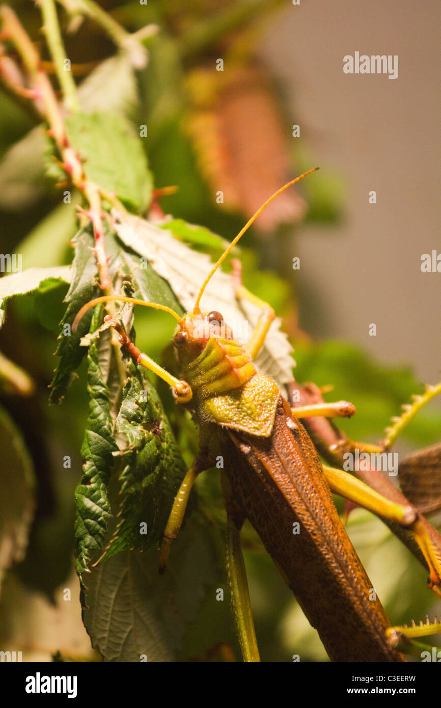 Grasshopper bug hi-res stock photography and images - Alamy