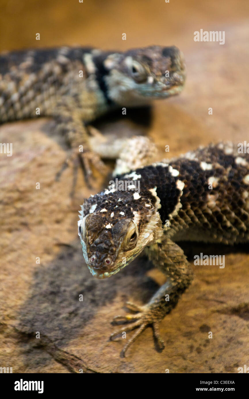 Saurian reptiles macro close hi-res stock photography and images - Alamy