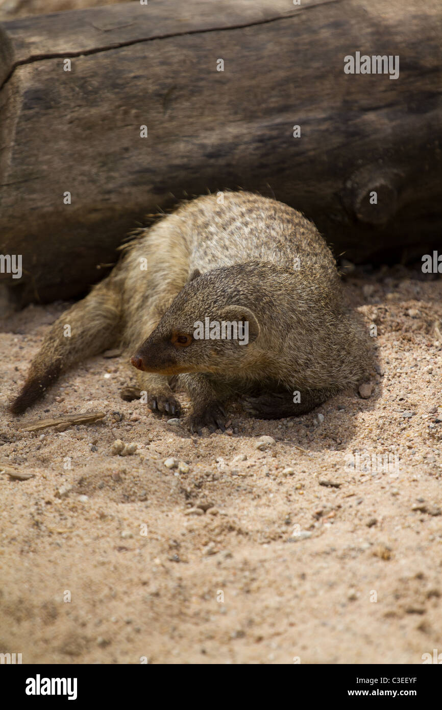 Southern african mongoose hi-res stock photography and images - Alamy