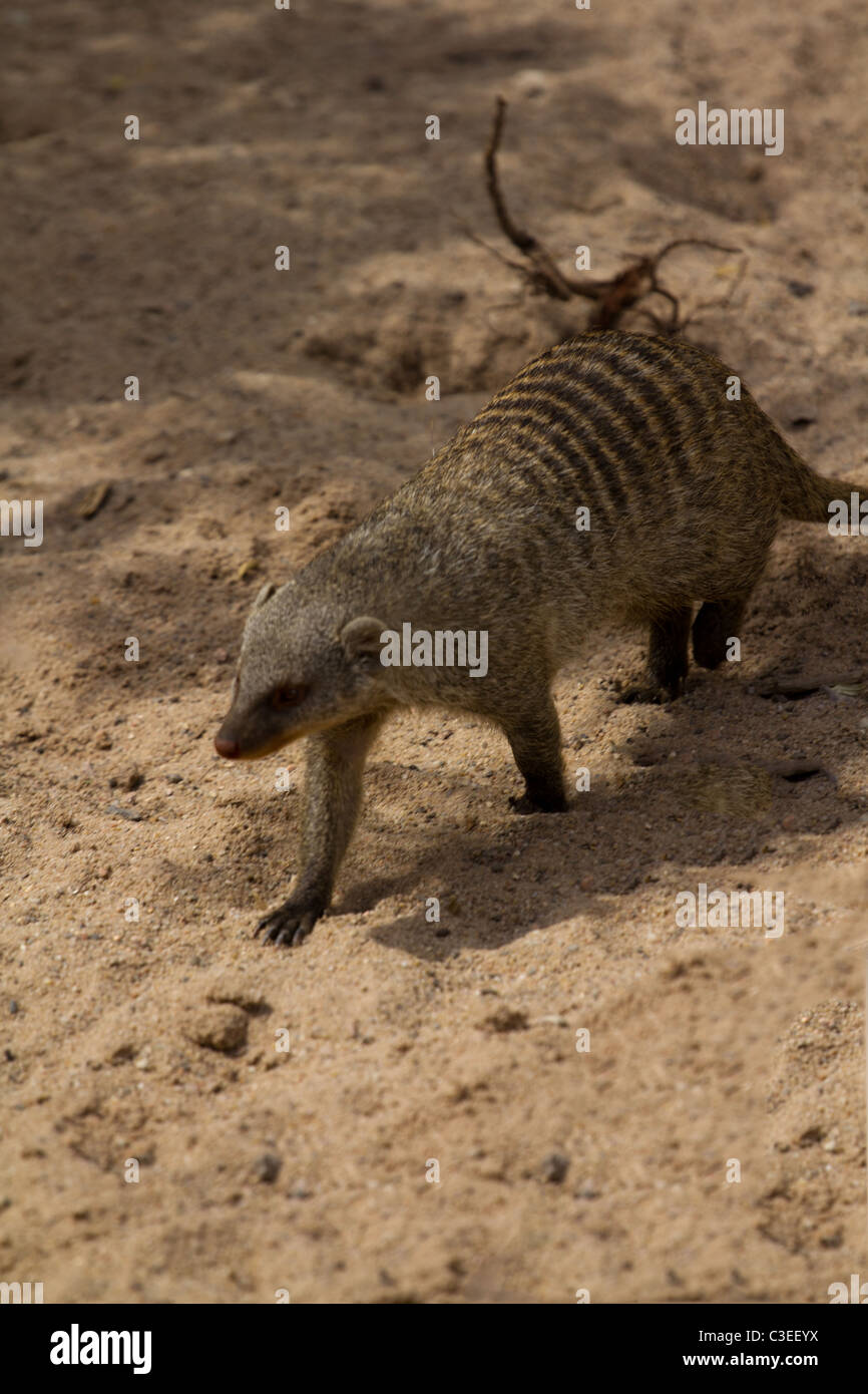 African lookout mongoose hi-res stock photography and images - Alamy