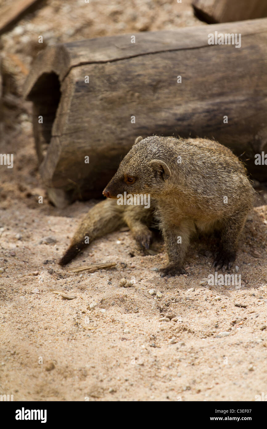 Mongoose Standing By Grass High Resolution Stock Photography and Images ...