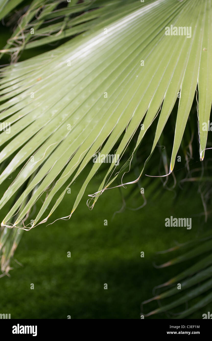 Details palm leaves hi-res stock photography and images - Alamy