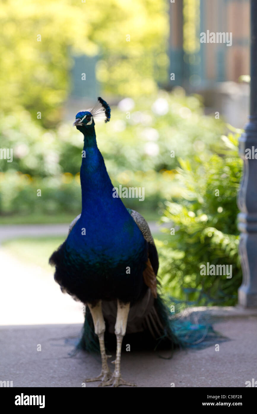 Peacock bird up close hi-res stock photography and images - Alamy