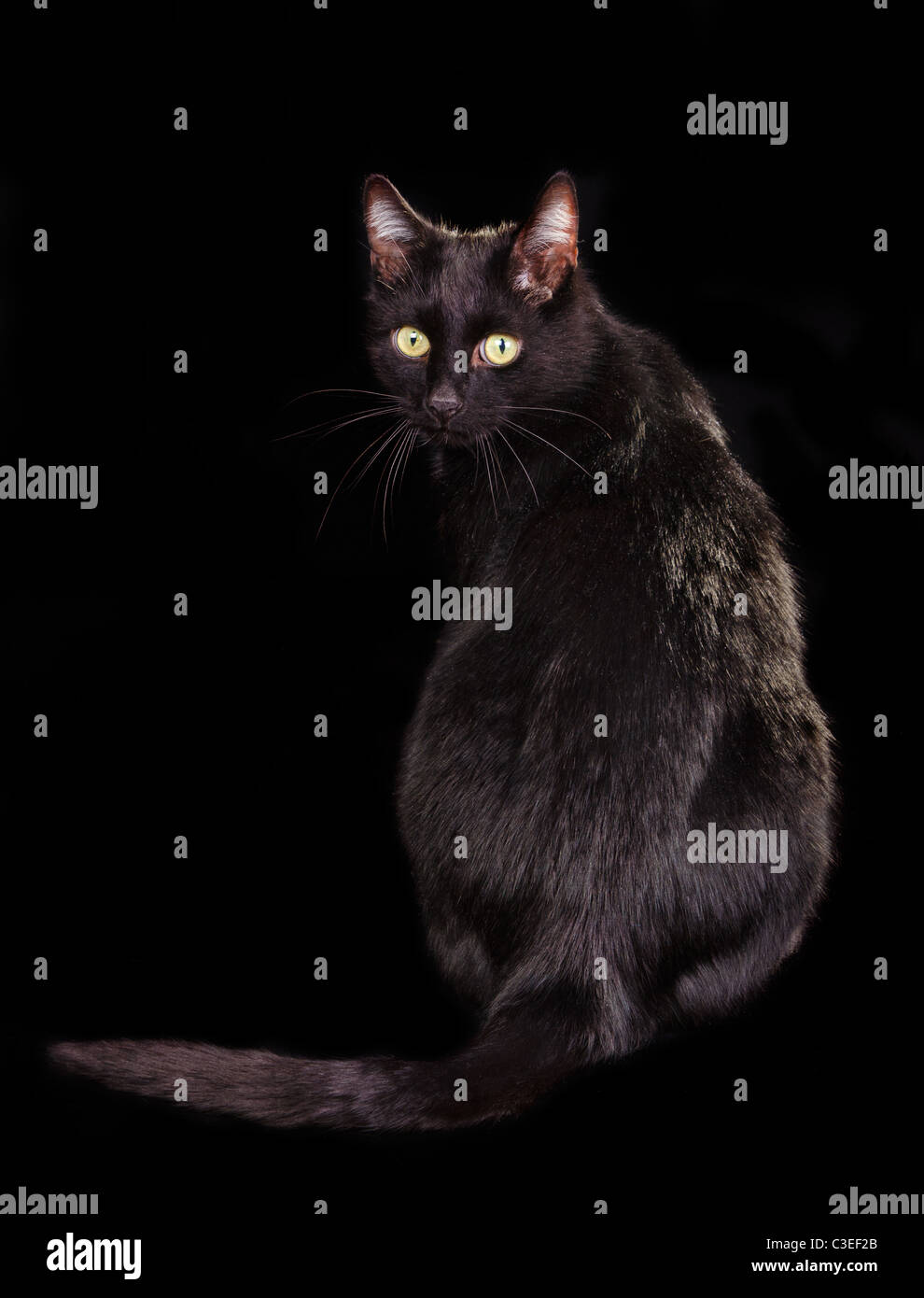 Back view of black cat sitting on black background with face turned to ...