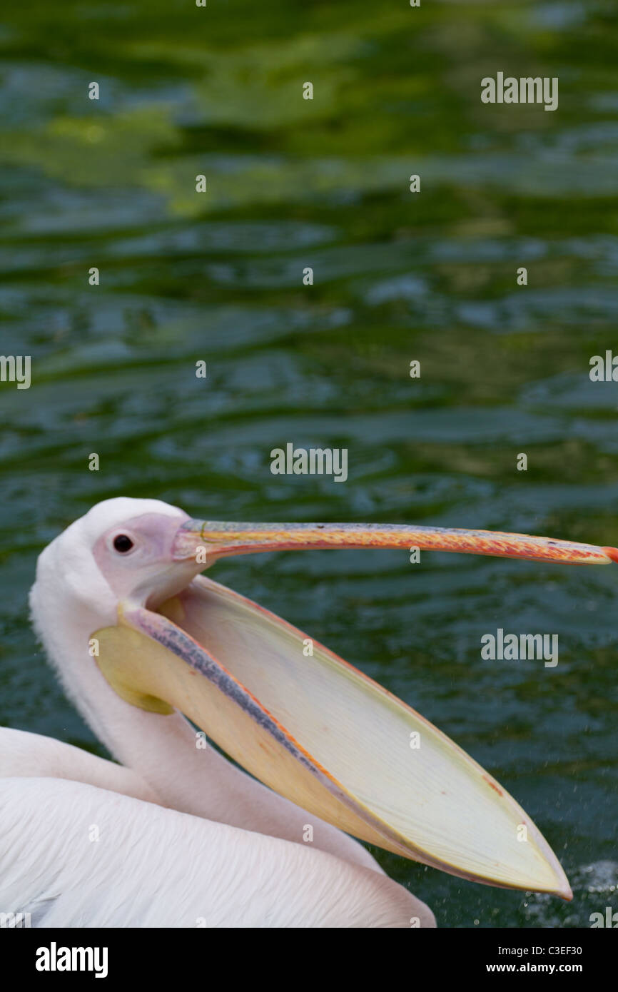 Beautiful pelican face hi-res stock photography and images - Alamy