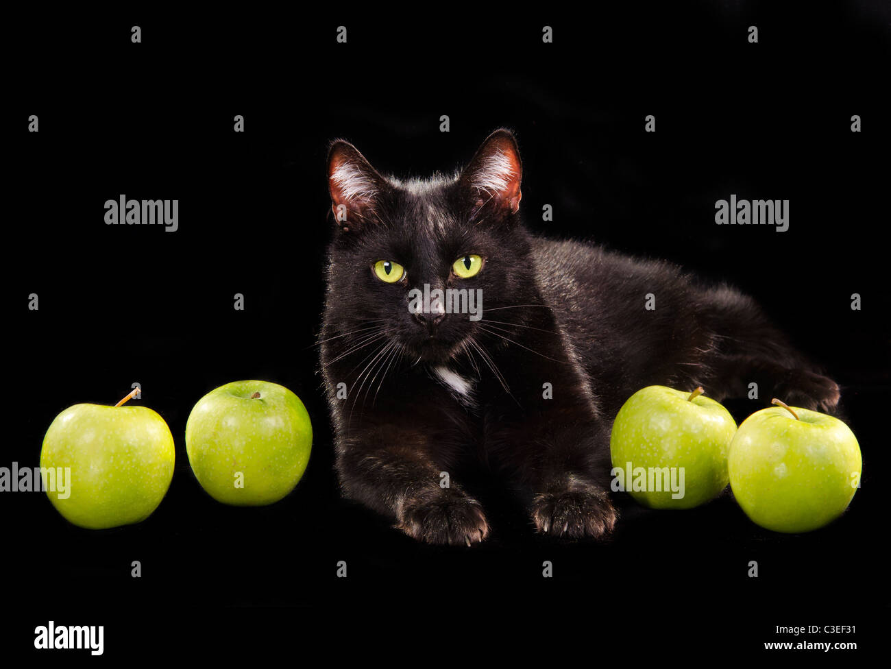 Black green-eyed cat lying among green apples against black background ...